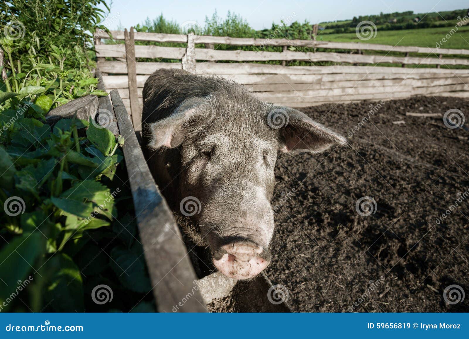 Pig snout close up stock image. Image of urban, oink - 59656819