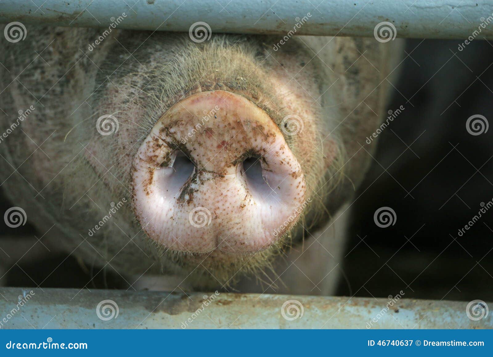 Pig snout stock image. Image of livestock, snout, funny - 46740637