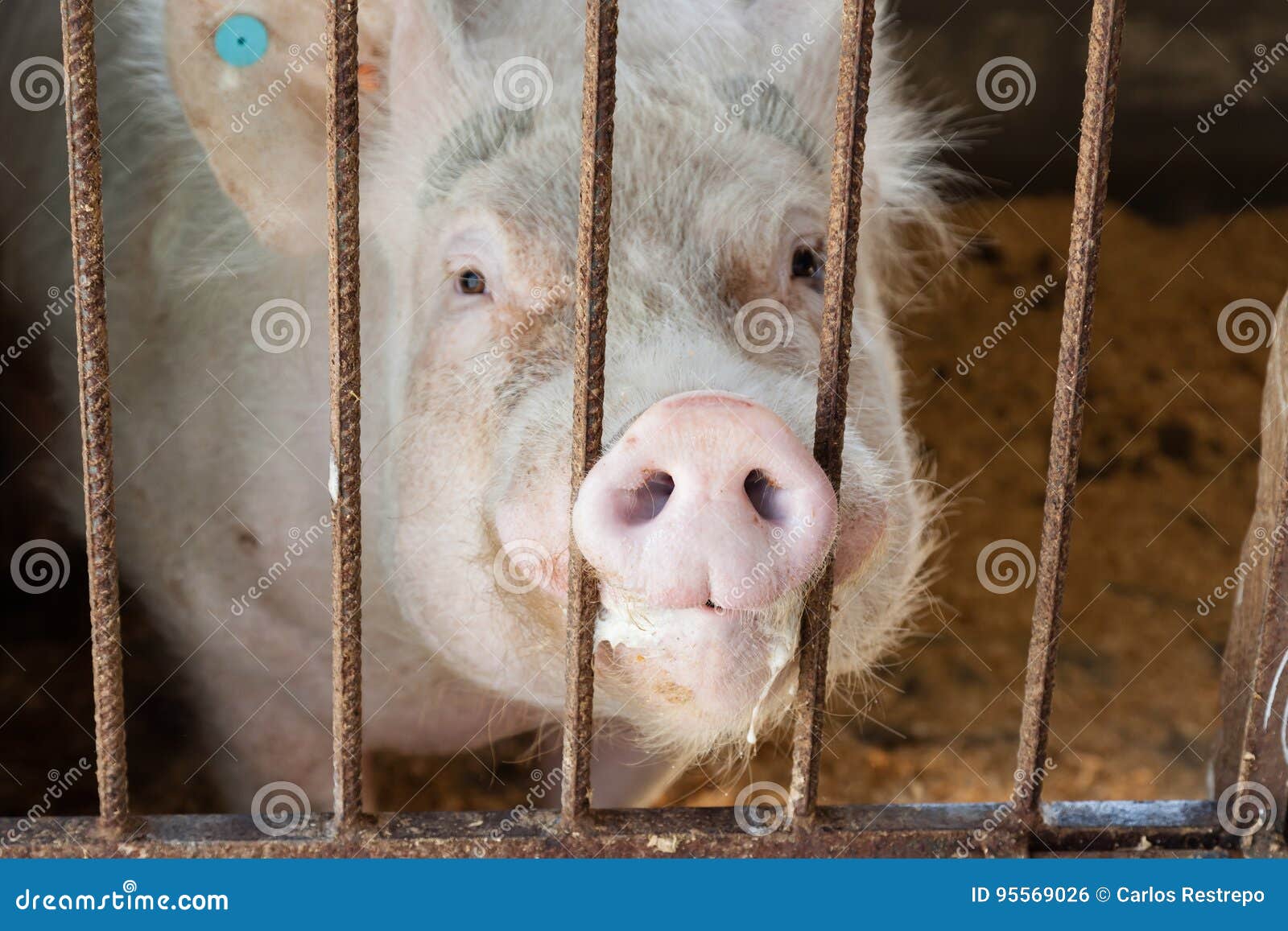 Pig Snout stock photo. Image of snout, swine, shallow - 95569026