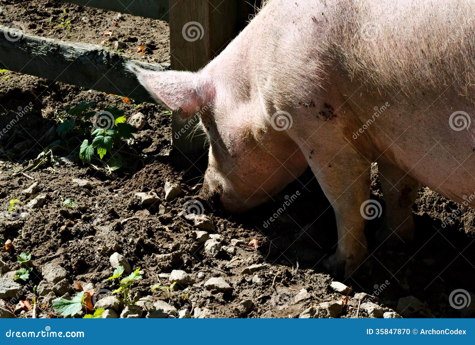 Pig snout digging in mud stock photo. Image of female - 35847870