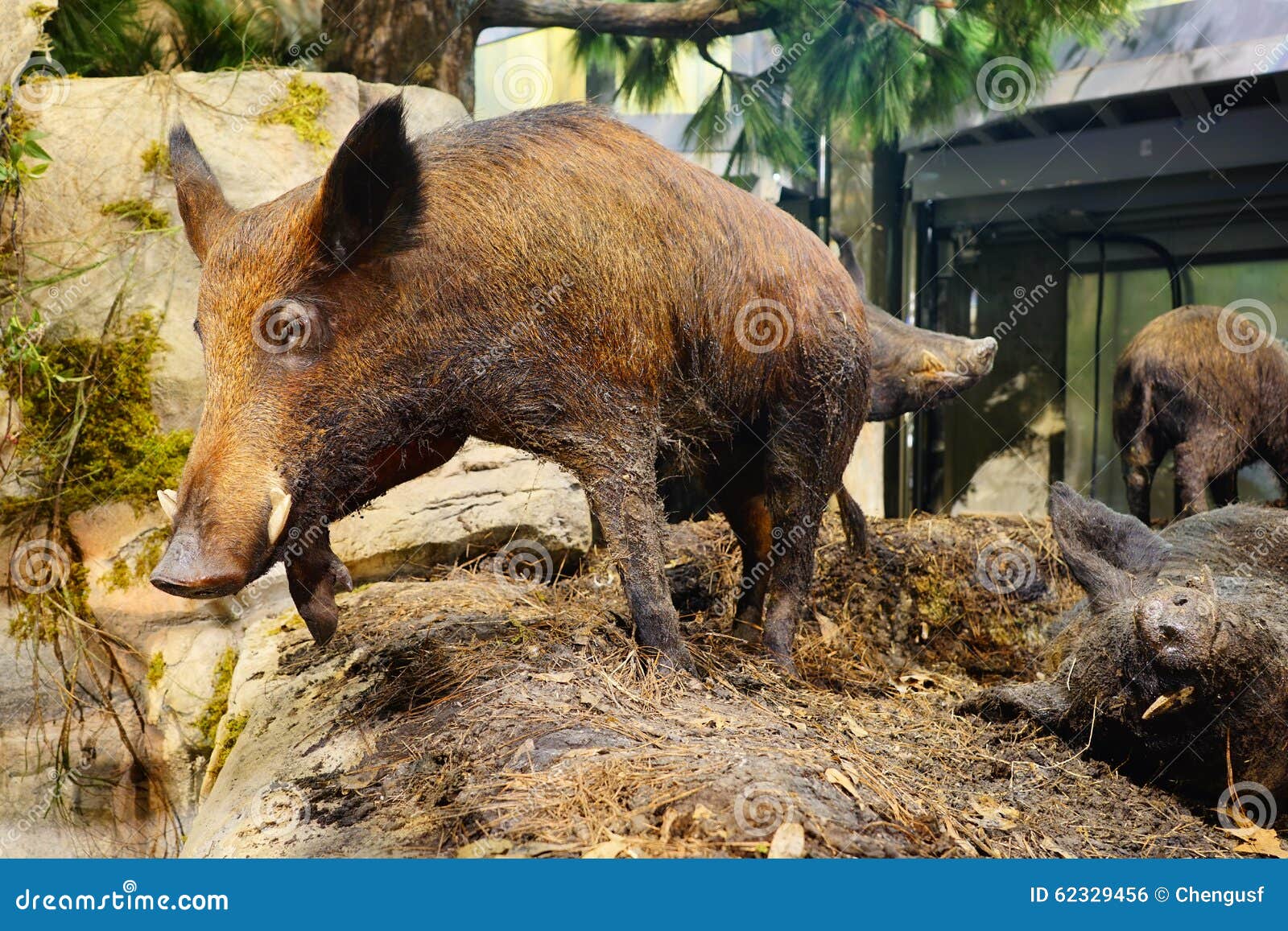 A pig specimen editorial photo. Image of curious, agricultural - 62329456