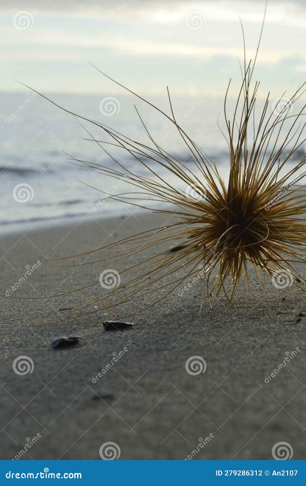 Pig Spines Stock Photos - Free & Royalty-Free Stock Photos from Dreamstime