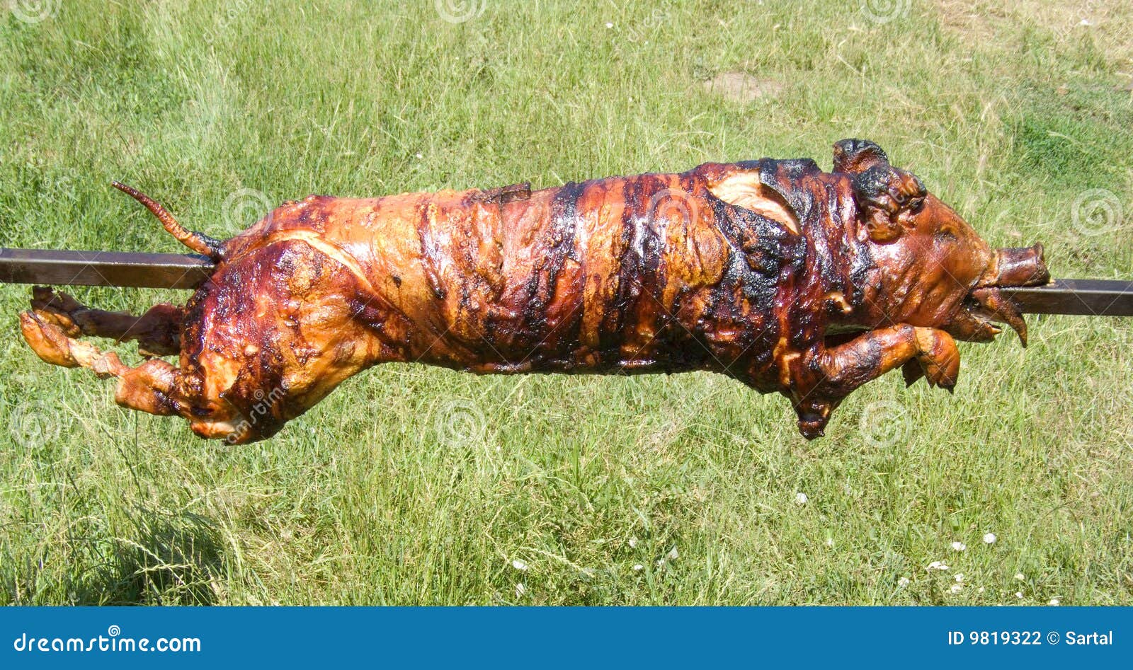 Pig on a spit stock photo. Image of animal, furnace, oven - 9819322