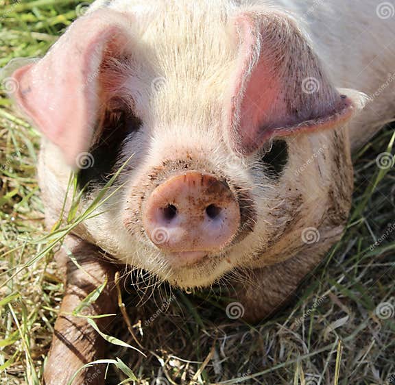 Pig stock image. Image of spots, farming, eyes, farms - 303773833