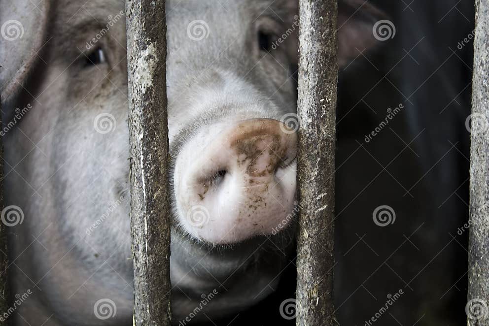 Pig in a stable stock photo. Image of filthy, animal - 53462048