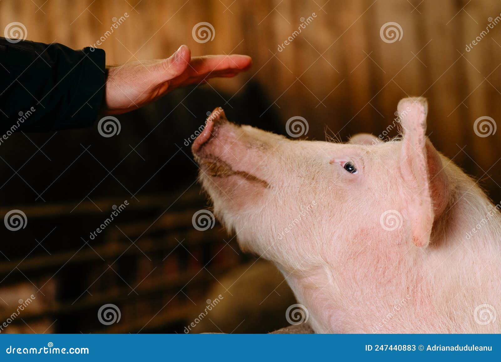 Pig in stable at the farm stock image. Image of domestic - 247440883