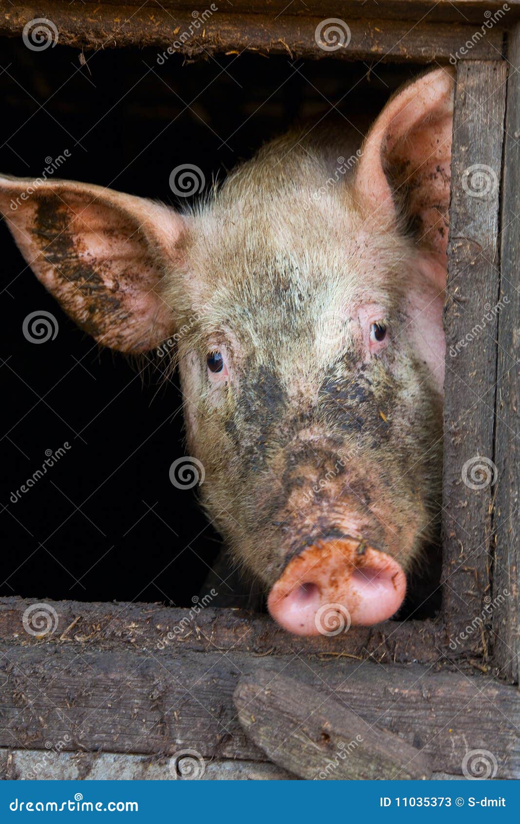 Pig in a stall stock image. Image of single, farm, livestock - 11035373