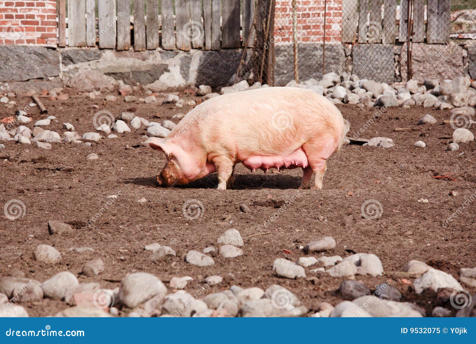 Pig Standing on the Backyard Stock Image - Image of pink, soil: 9532075