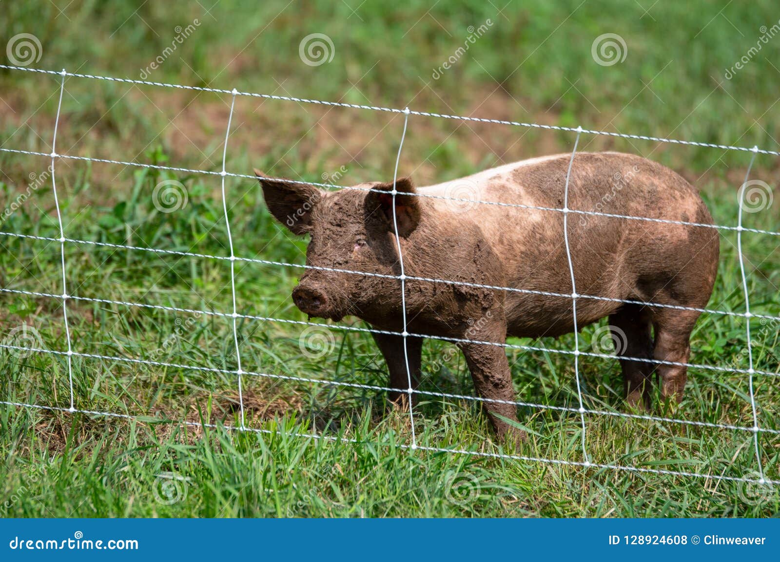Pig Standing Behind Fence stock photo. Image of fence - 128924608