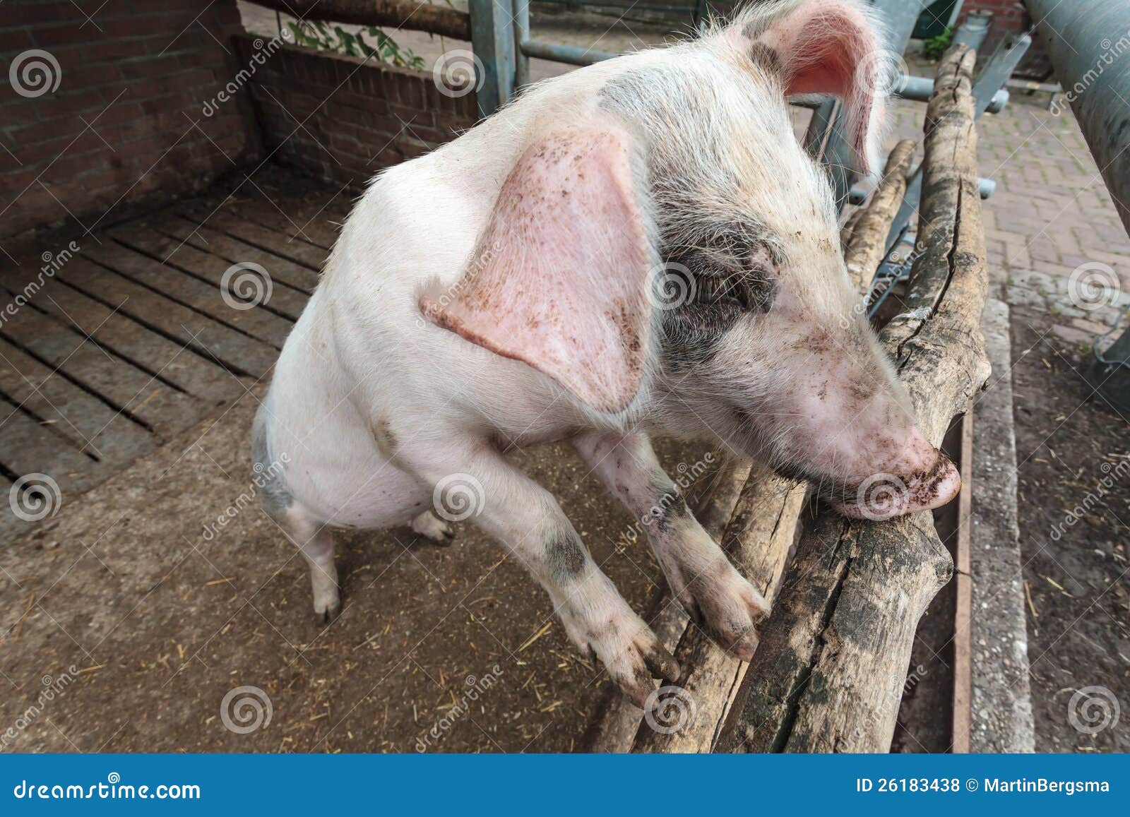 Pig standing in stable stock photo. Image of grown, wooden - 26183438
