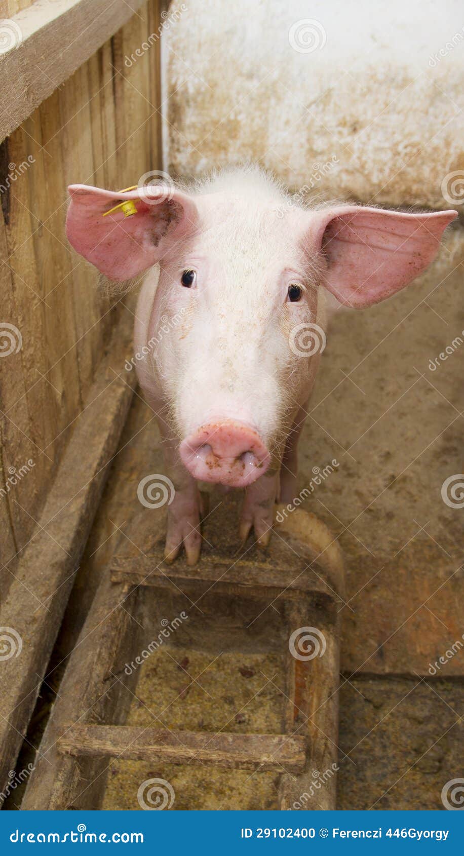 Pig Standing Upright