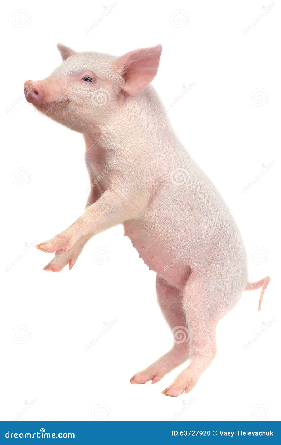 Pig Standing Upright