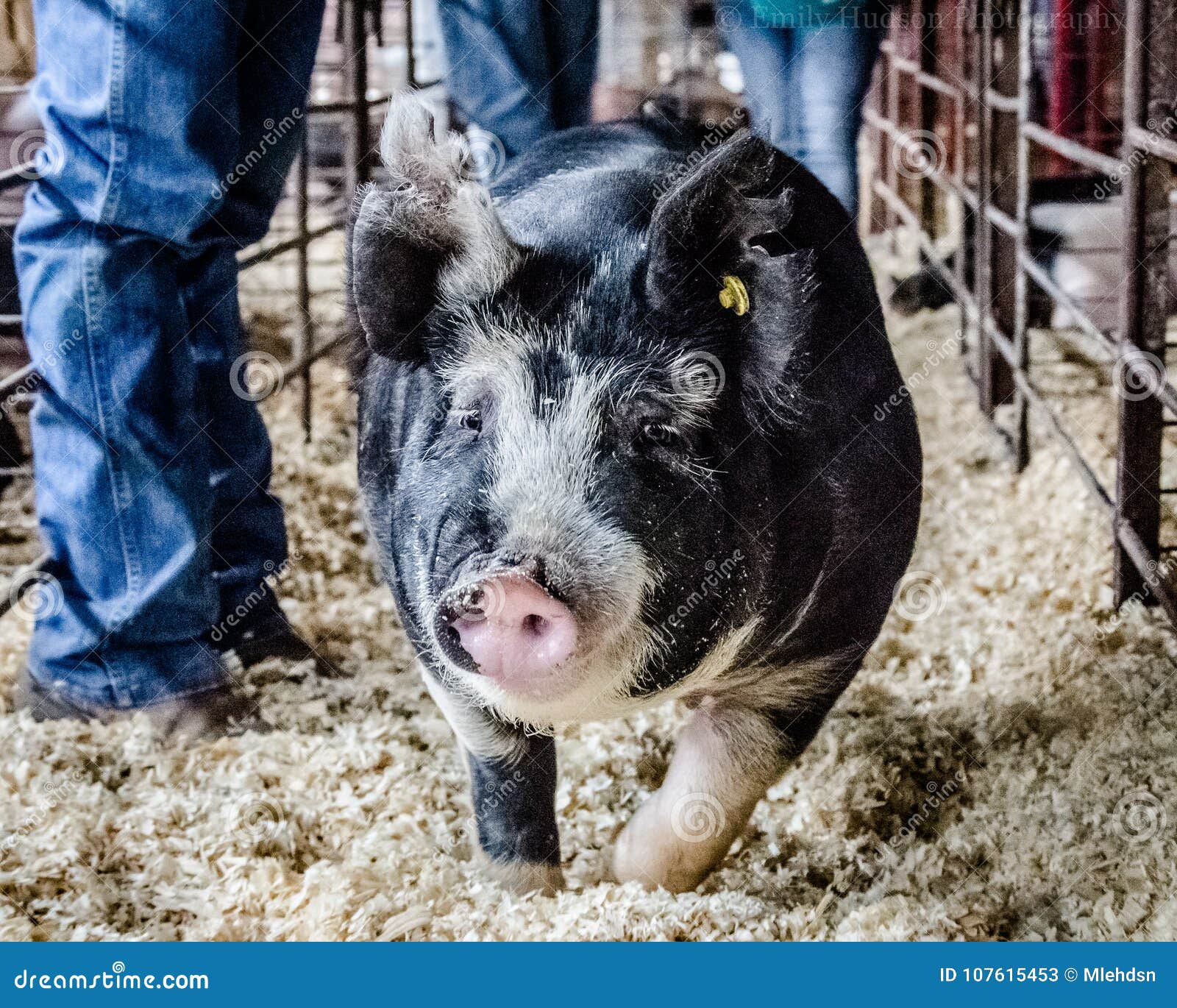 Pig at stock show stock image. Image of show, aisle - 107615453
