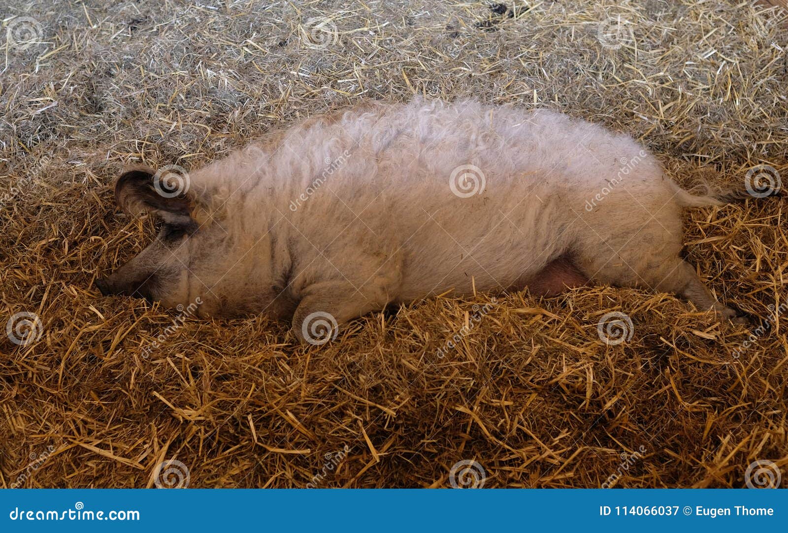 Pig on the straw stock image. Image of farming, speciesappropriate ...