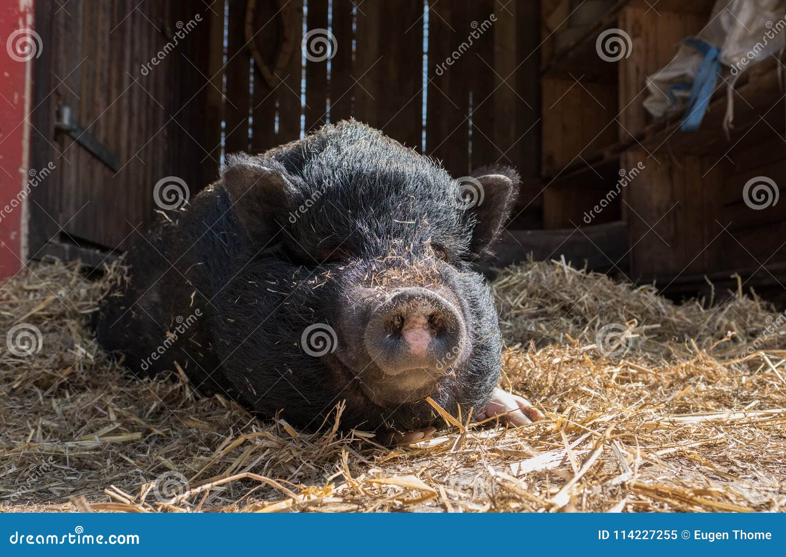 Pig on the straw stock image. Image of mammal, organic - 114227255