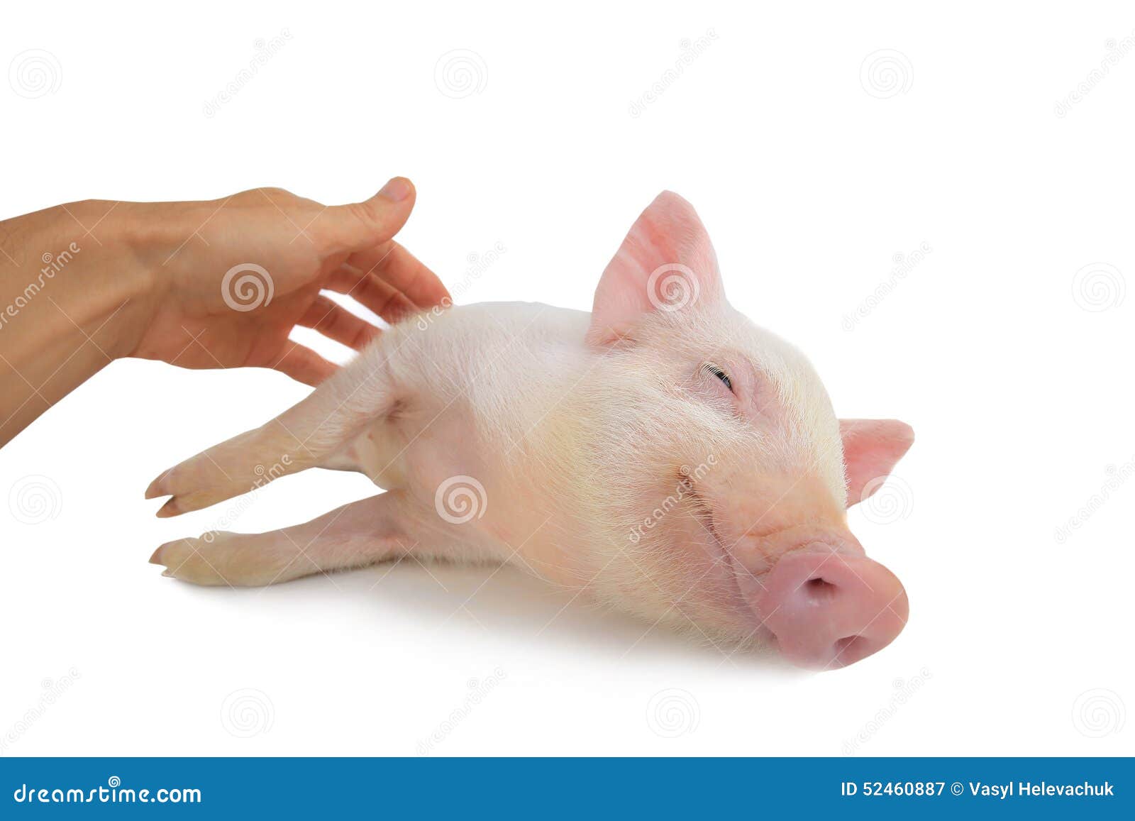 Pig stock image. Image of agriculture, small, meat, piglet - 52460887