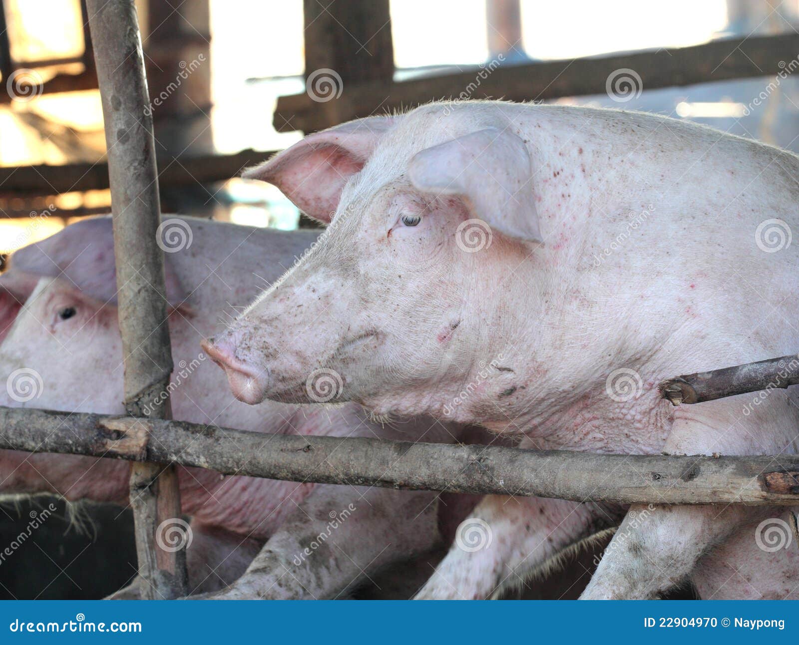 Pig in the sty stock photo. Image of mammal, fence, stall - 22904970