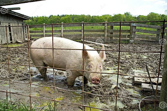 Pig in sty stock photo. Image of farms, indiana, dunes - 5335332