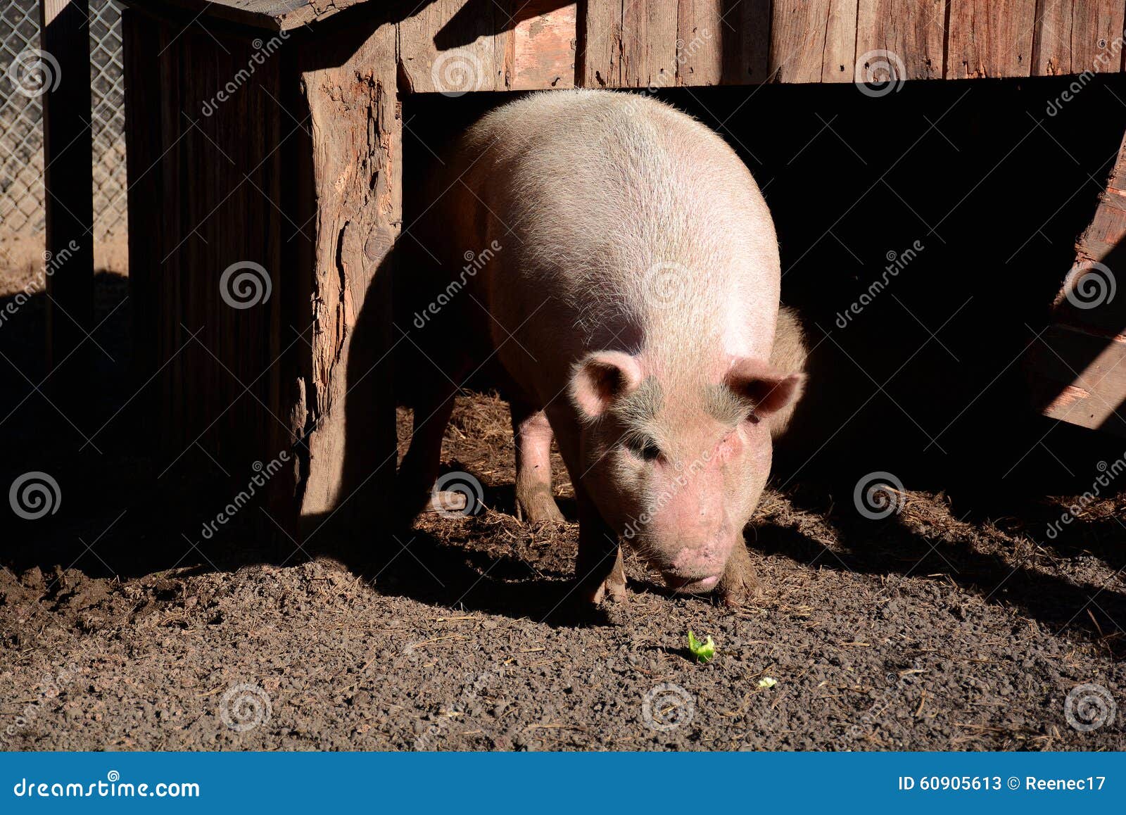 Pig in sty stock image. Image of pigsty, animal, pigpen - 60905613