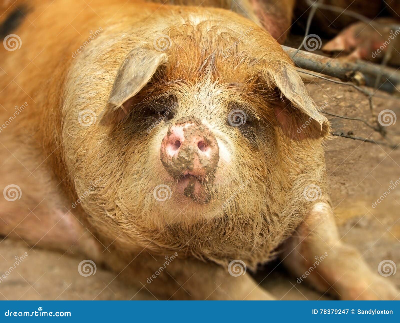 Pig in sty stock image. Image of south, southern, stye - 78379247