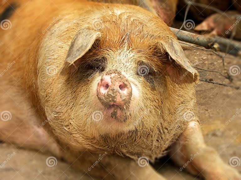 Pig in sty stock image. Image of south, southern, stye - 78379247