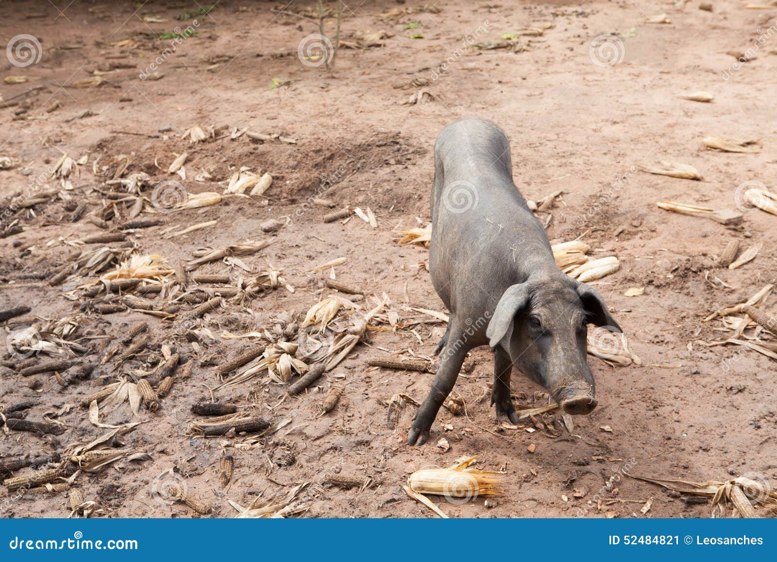 Pig on sty stock image. Image of little, pork, dirty - 52484821