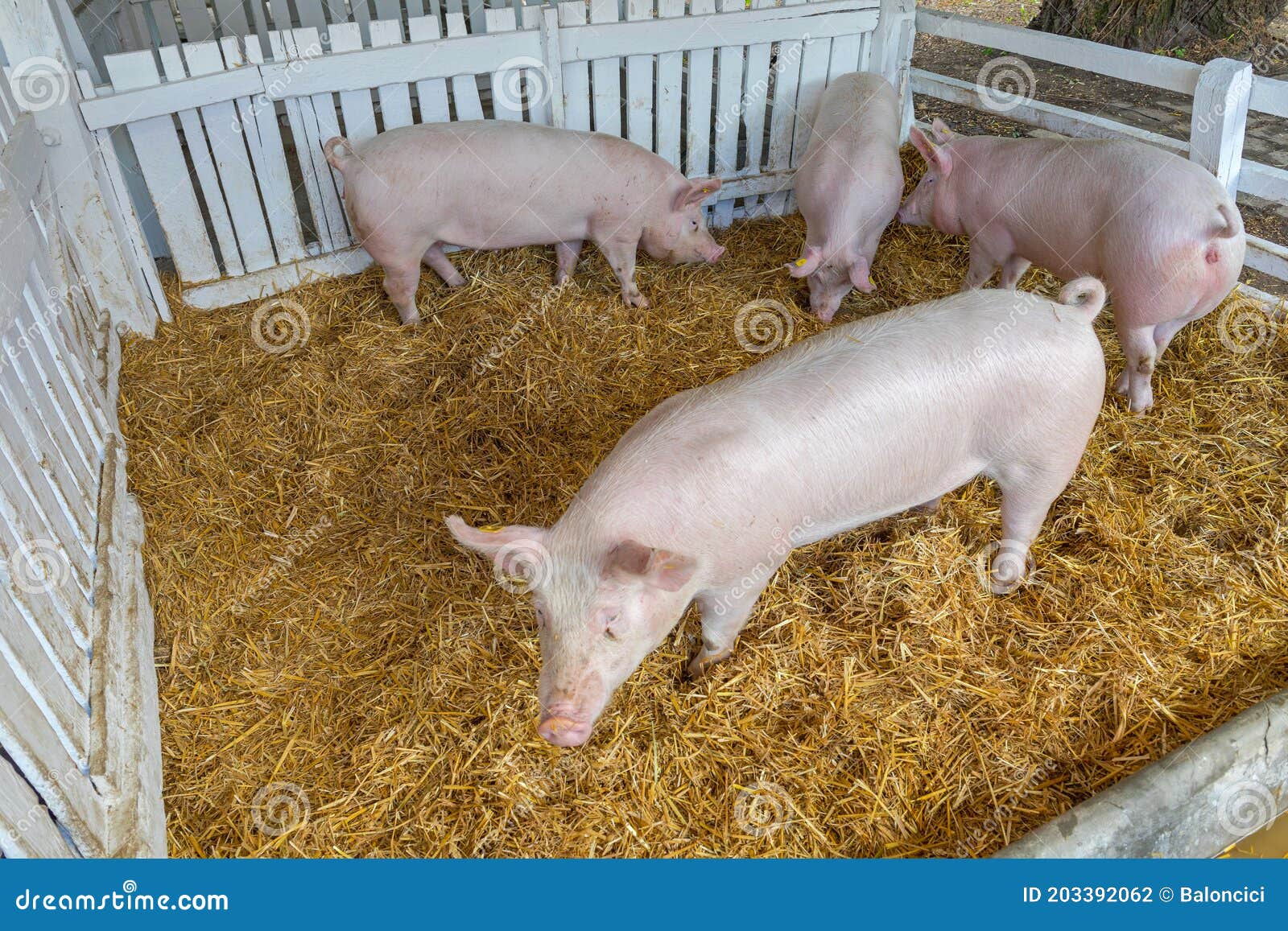 Pig Sty stock photo. Image of pigs, swine, animal, agriculture - 203392062