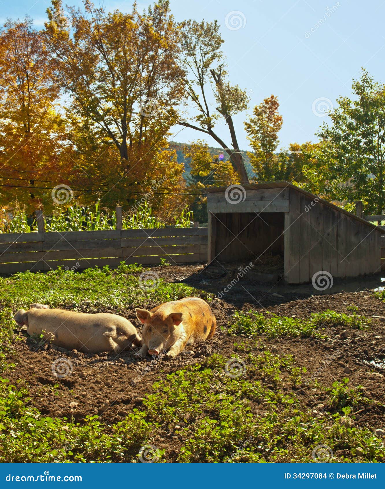 Pig stye stock photo. Image of rest, animals, muddy, tired - 34297084