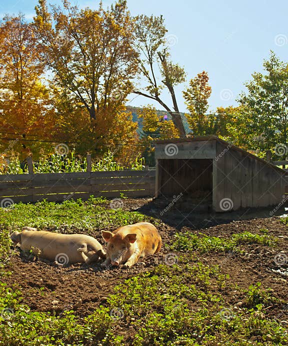 Pig stye stock photo. Image of rest, animals, muddy, tired - 34297084