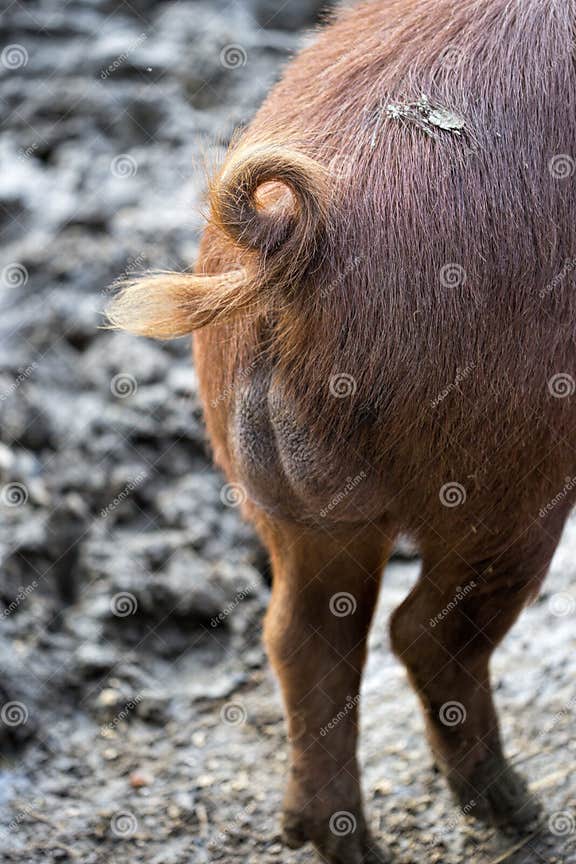 Pig tail stock photo. Image of hair, piggy, animal, back - 88624770