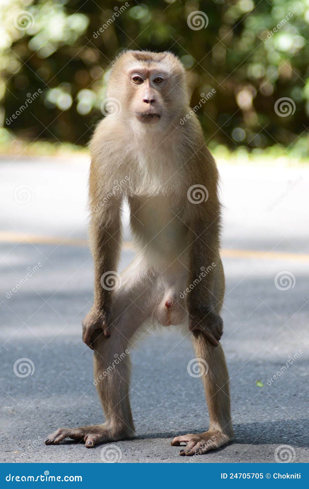 Pig tailed macaque stock image. Image of asia, macaque - 24705705