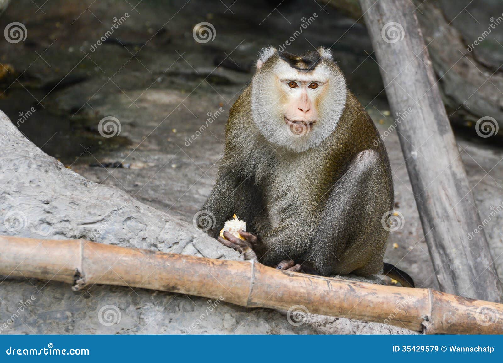 Pig-tailed Macaque (Macaca Nemestrina) Stock Image - Image of sitting ...