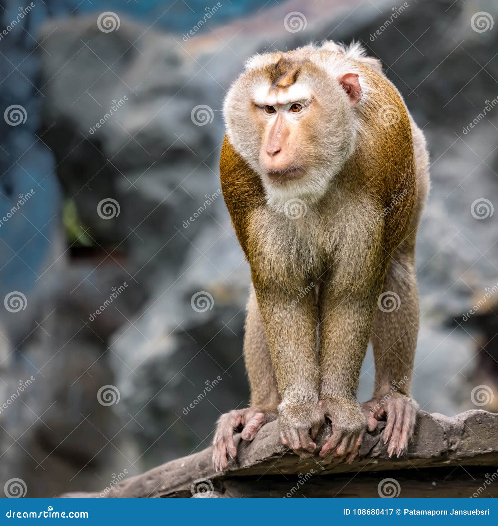 Pig-tailed macaque stock image. Image of cute, mammal - 108680417