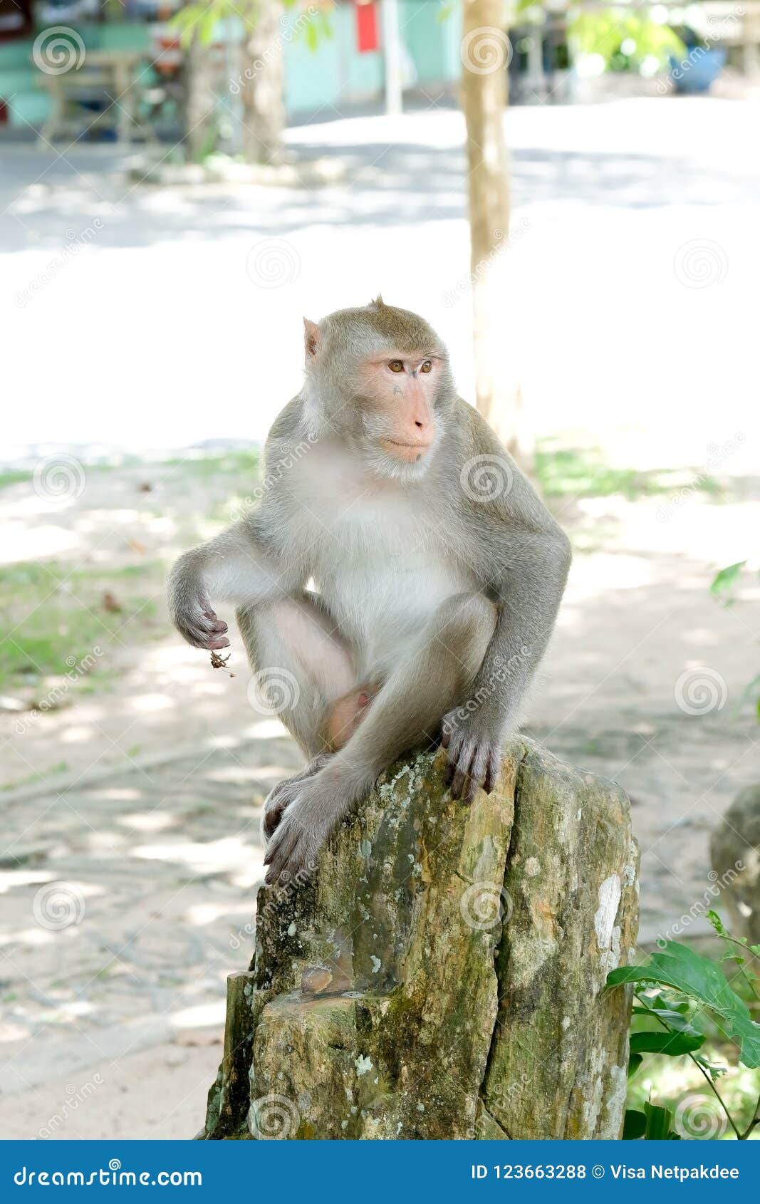 Pig-tailed Macaque, Monkey Stand Stock Photo - Image of outdoor, nature ...