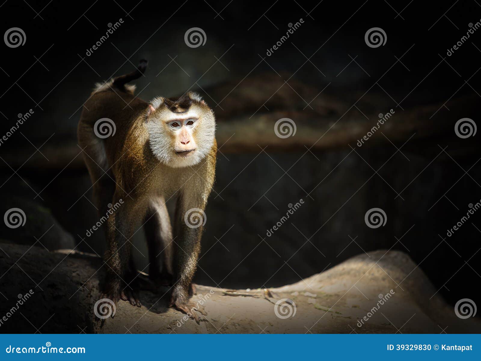 Pig-tailed macaque stock photo. Image of funny, beauty - 39329830