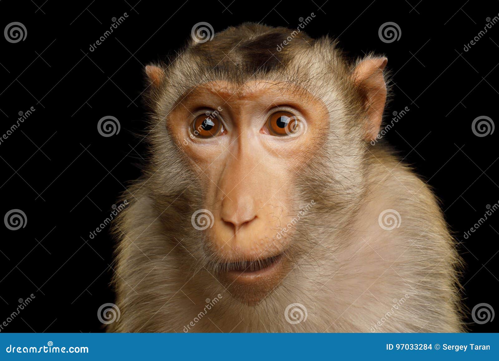 Pig-tailed macaque stock photo. Image of asian, head - 97033284