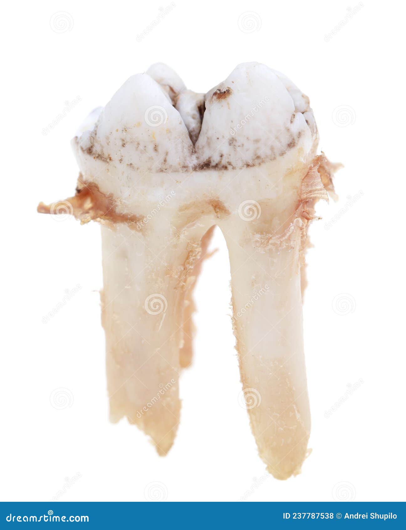 Pig Teeth Isolated on a White Background. Stock Photo - Image of macro ...