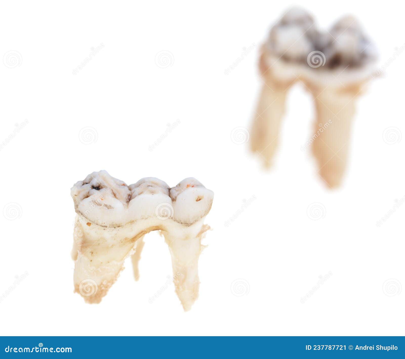 Pig Teeth Isolated on a White Background. Stock Image - Image of fresh ...
