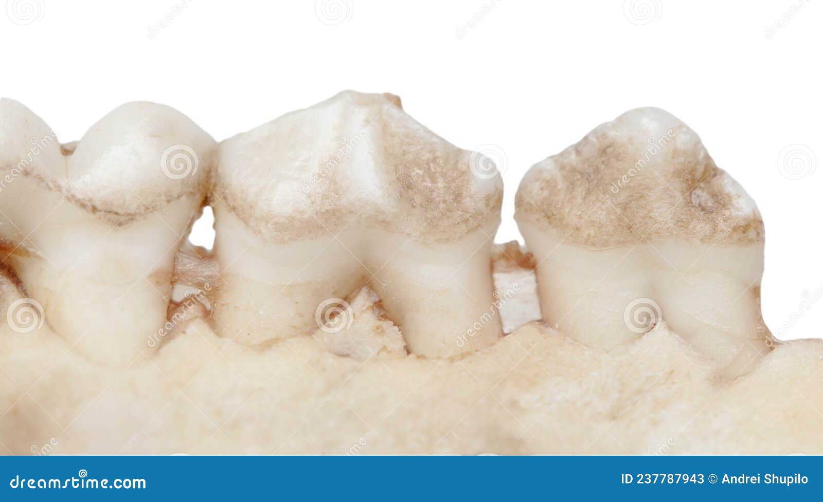 Pig Teeth Isolated on a White Background. Stock Image - Image of small ...