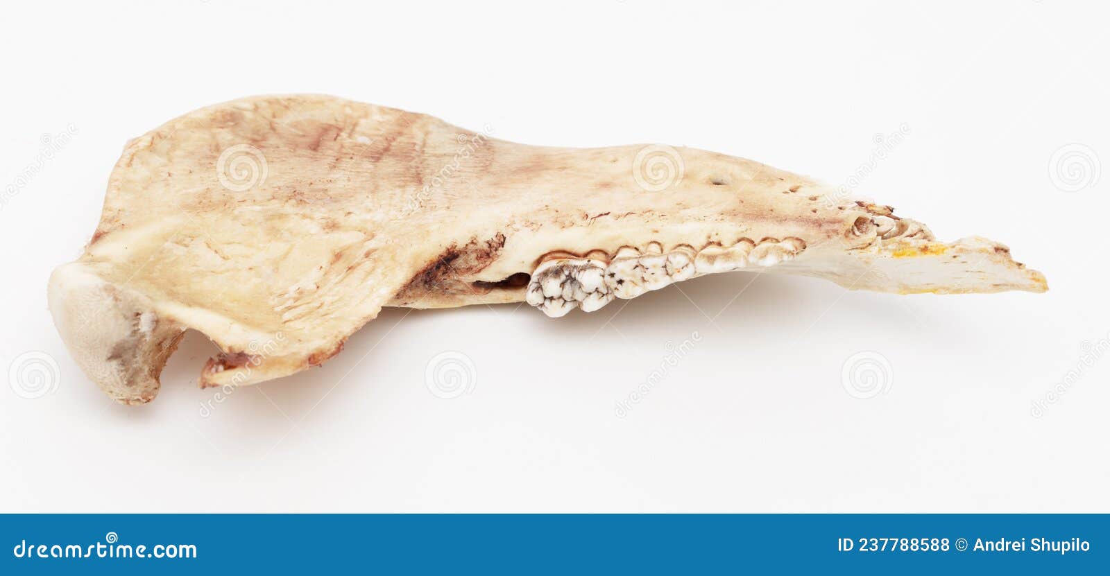 Pig Teeth Isolated on a White Background. Stock Photo - Image of animal ...