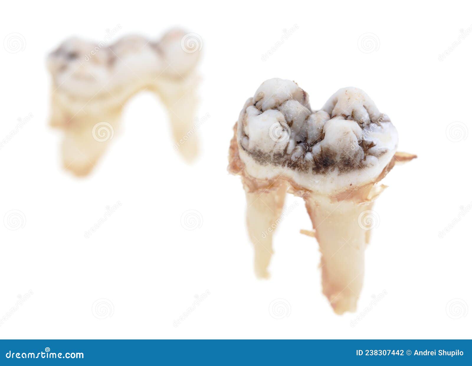 Pig Teeth Isolated on a White Background. Stock Photo - Image of tooth ...