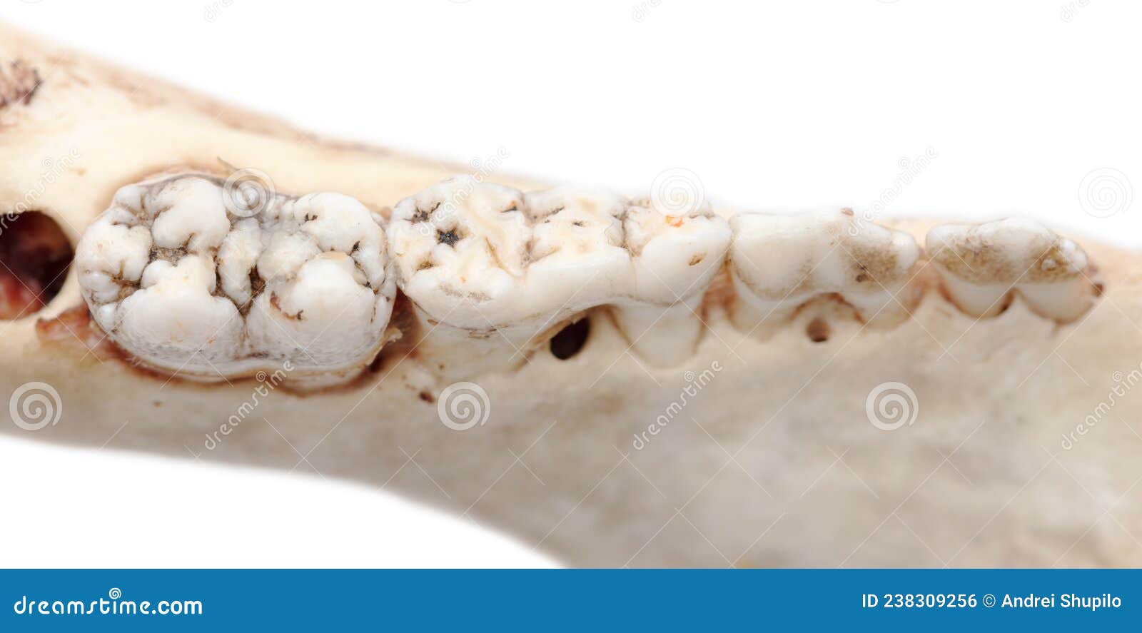 Pig Teeth Isolated on a White Background. Stock Photo - Image of teeth ...