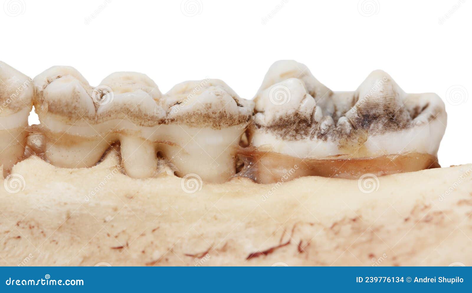 Pig Teeth Isolated on a White Background. Stock Photo - Image of macro ...