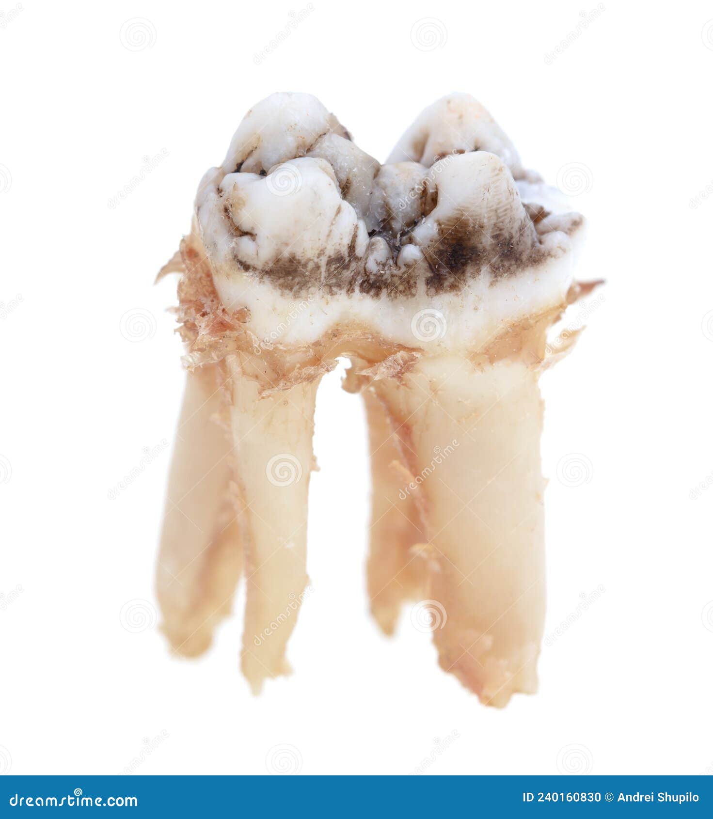Pig Teeth Isolated on a White Background. Stock Photo - Image of femur ...