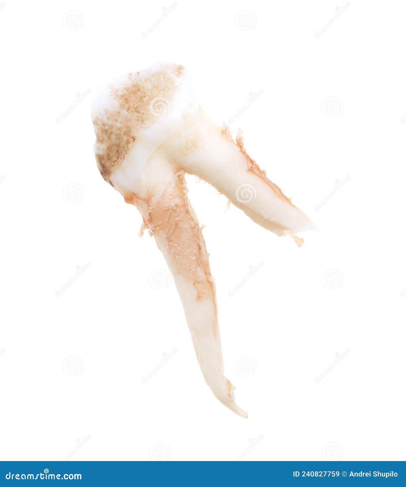 Pig Teeth Isolated on a White Background. Stock Image - Image of ...