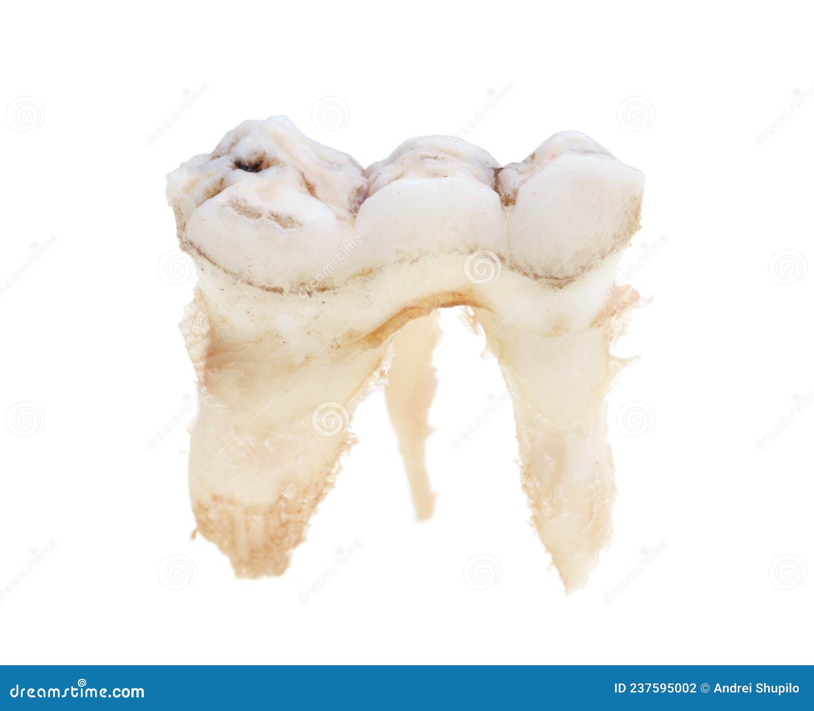 Pig Teeth Isolated on a White Background. Stock Photo - Image of fresh ...
