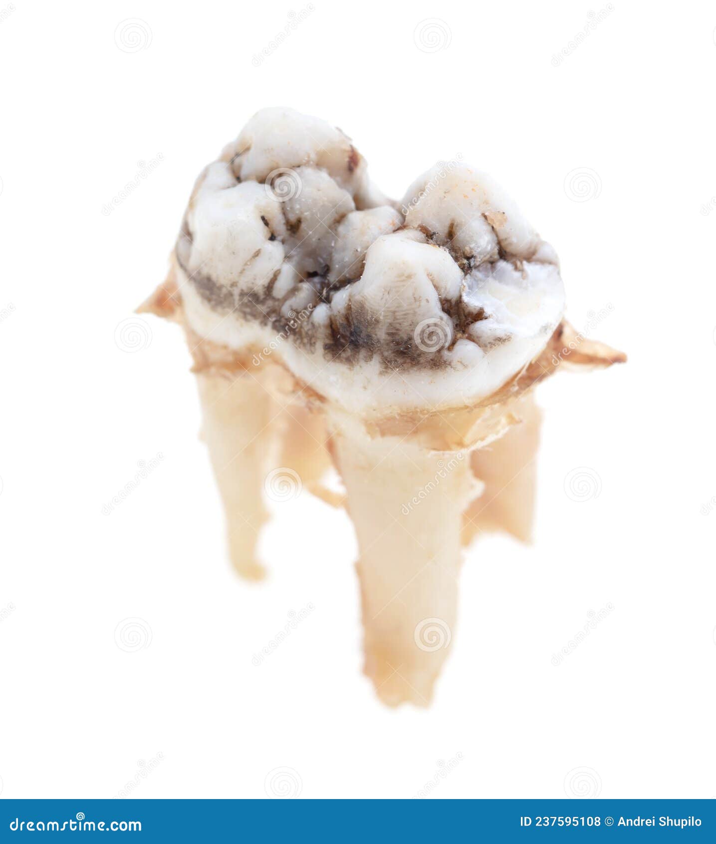 Pig Teeth Isolated on a White Background. Stock Photo - Image of sheep ...