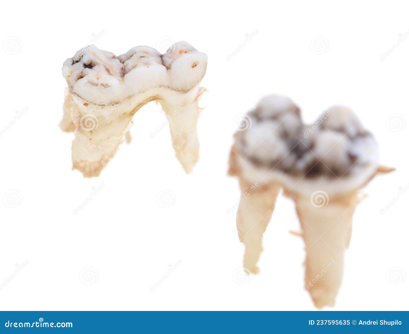 Pig Teeth Isolated on a White Background. Stock Image - Image of ...