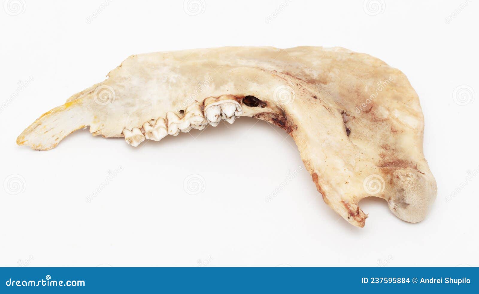 Pig Teeth Isolated on a White Background. Stock Photo - Image of people ...