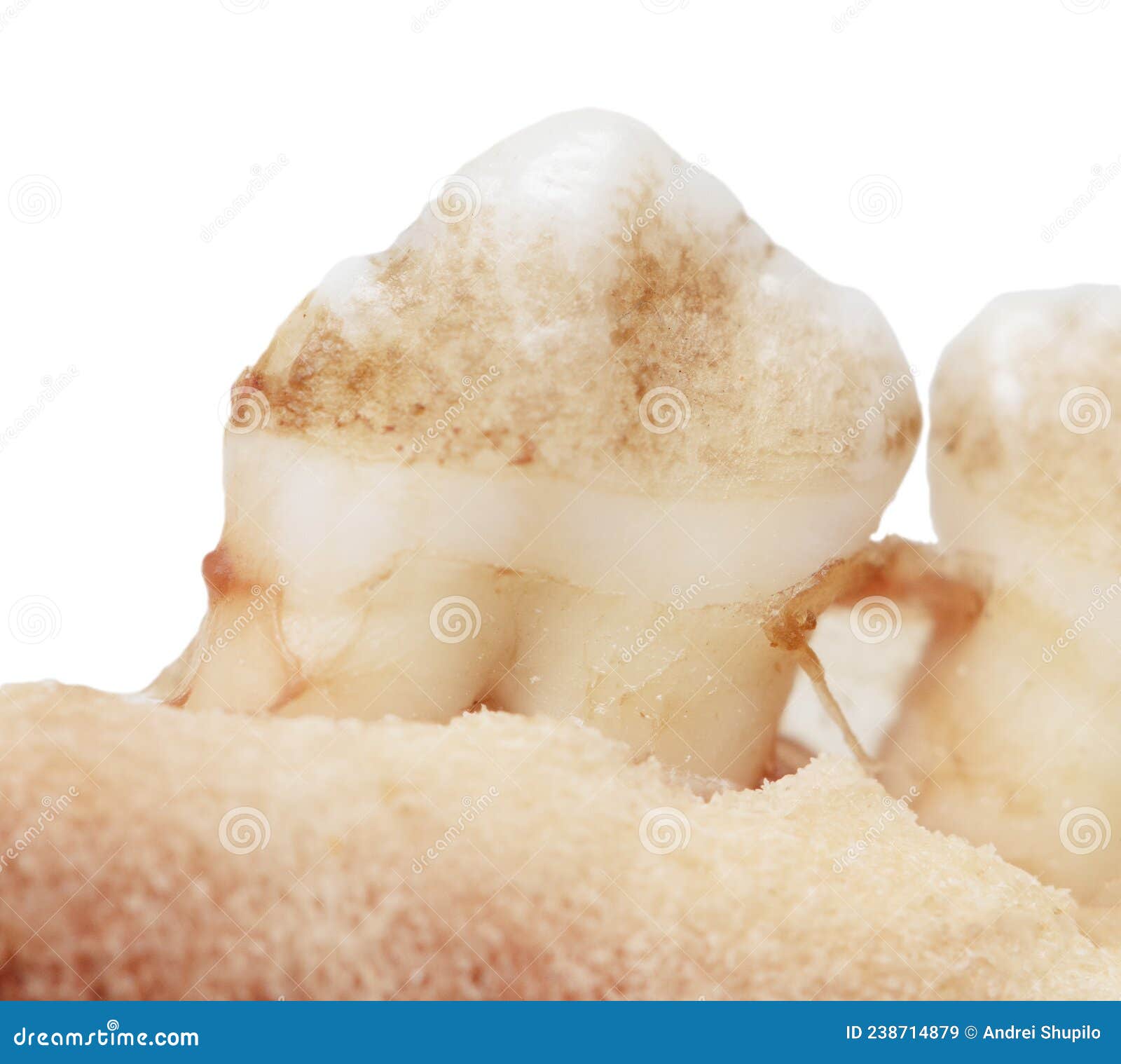 Pig Teeth Isolated on a White Background. Stock Image - Image of fresh ...